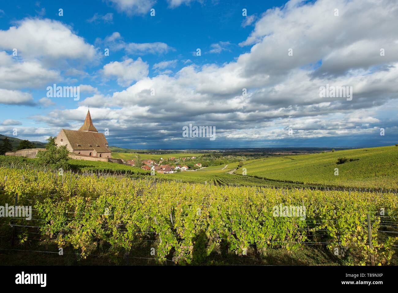 France, Haut Rhin, Route des Vins d'Alsace, Hunawihr labelled Les Plus ...