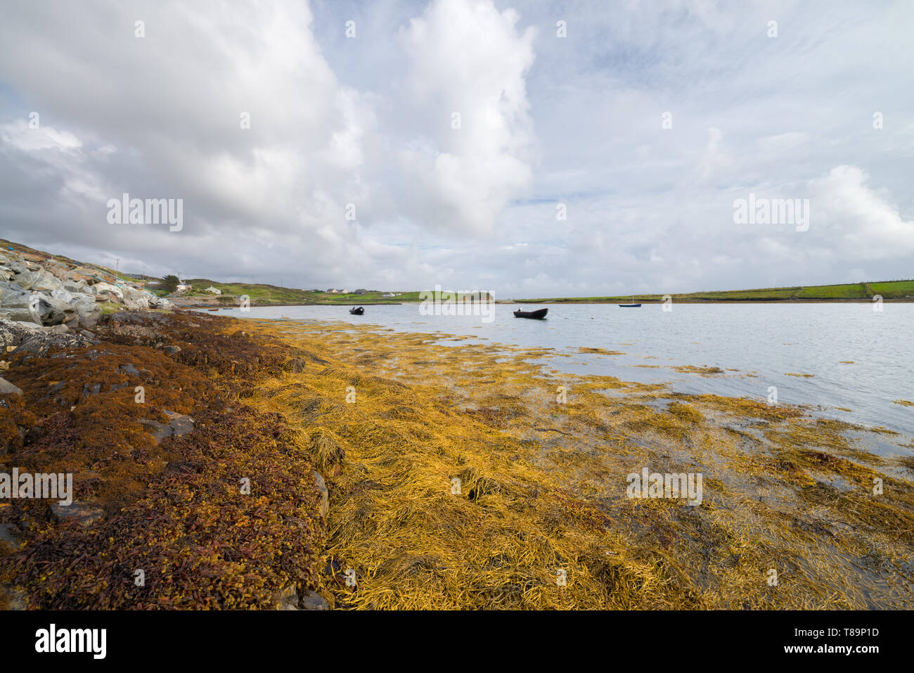 Seaweed algae in rocks hi-res stock photography and images - Alamy