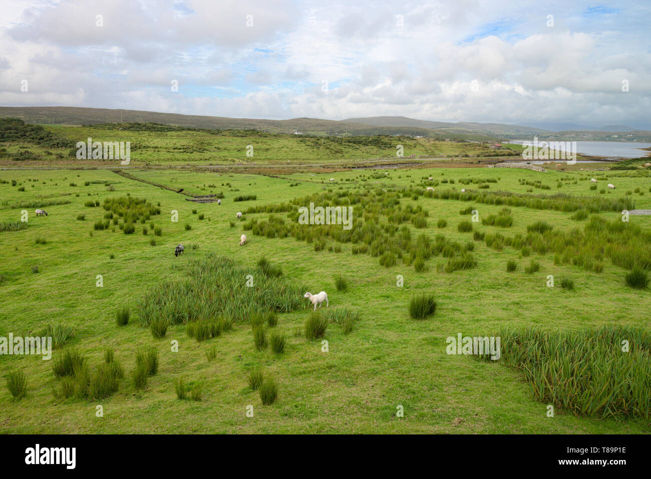 Irish field hi-res stock photography and images - Alamy