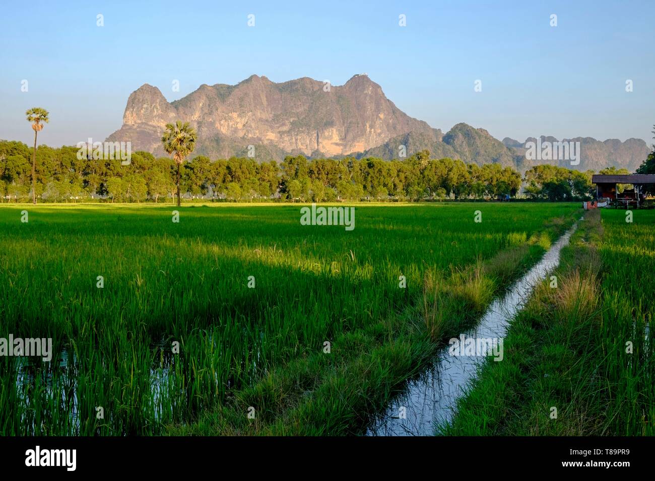 Myanmar rice field hi-res stock photography and images - Alamy