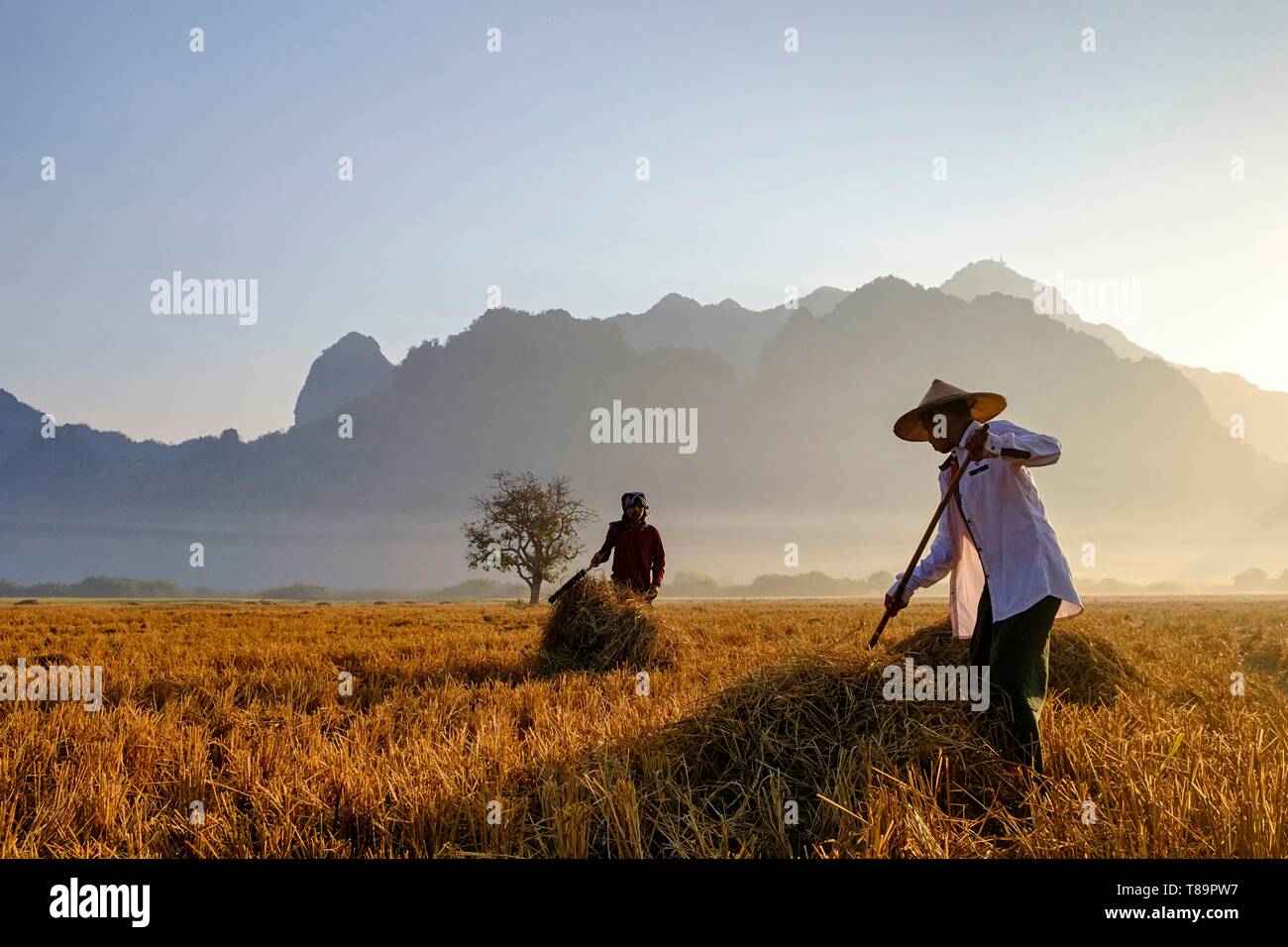 Myanmar rice field hi-res stock photography and images - Alamy