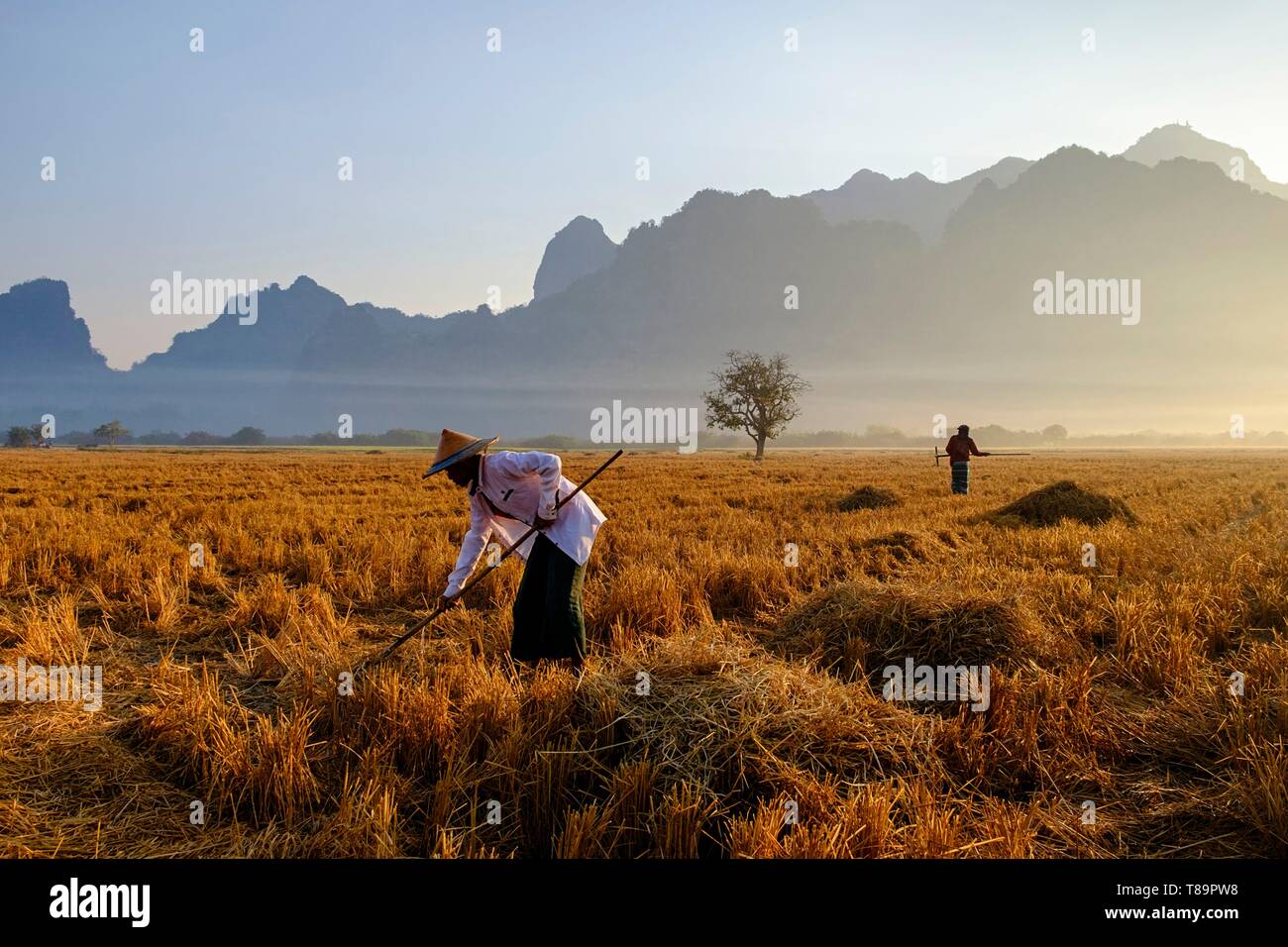Myanmar, Burma, Karen state, Hpa An, rice-field in karstic landscape ...