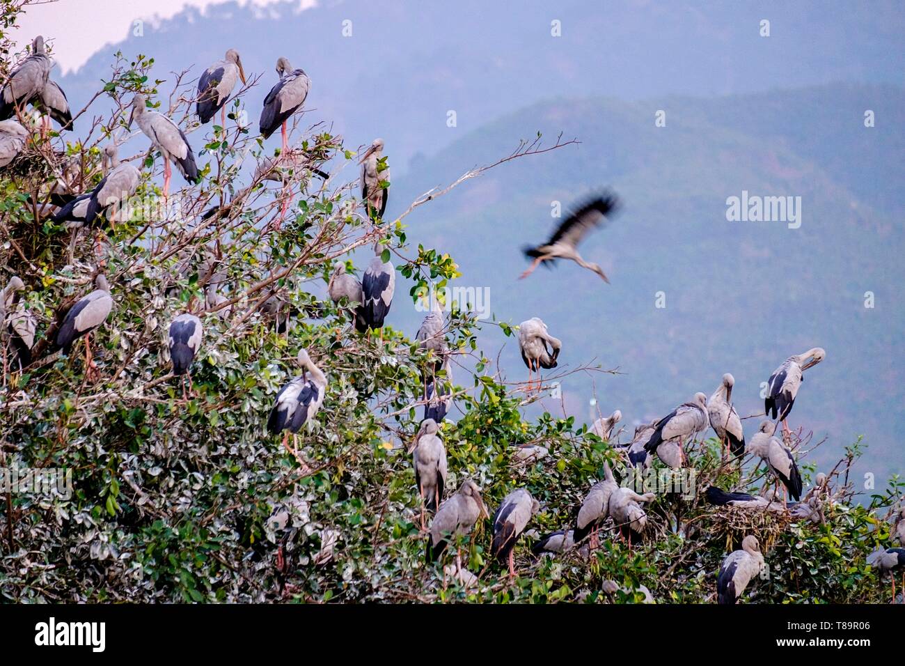 Myanmar birds hi-res stock photography and images - Alamy