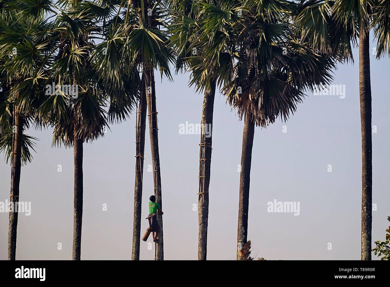 Myanmar, Burma, Karen or Kayin state, Hpa An, harvesting palm wine ...