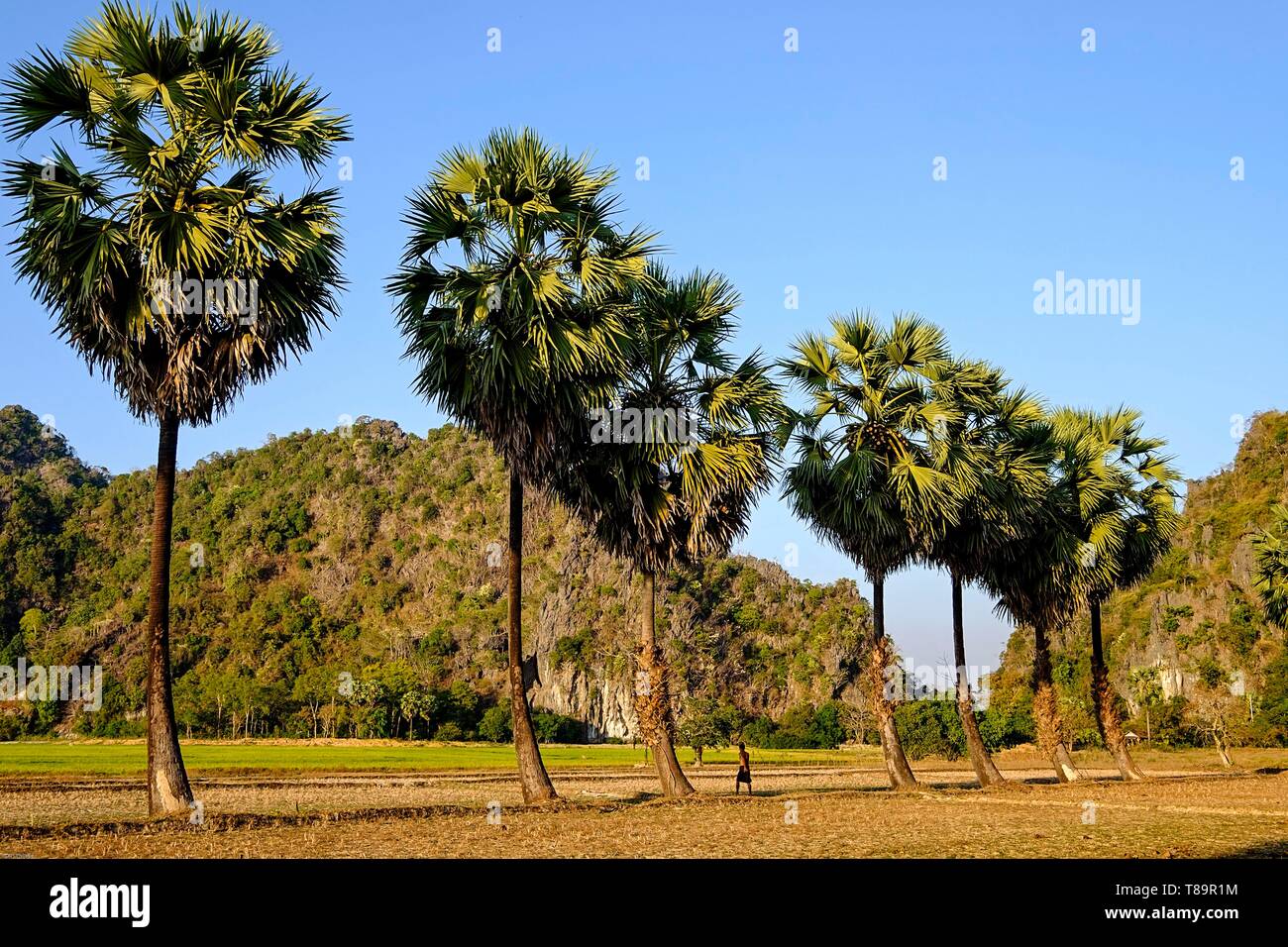 Myanmar tree hi-res stock photography and images - Alamy