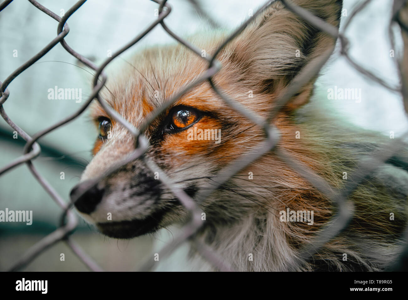 Grid teeth hi-res stock photography and images - Alamy