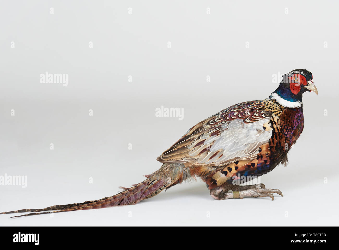 One pheasant bird stand isolated on white studio background Stock Photo ...