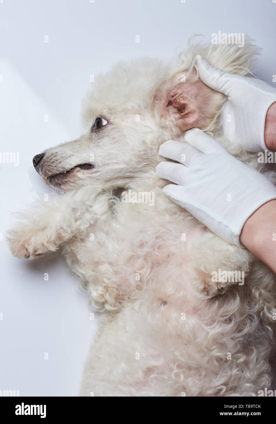 Vet table hi-res stock photography and images - Alamy