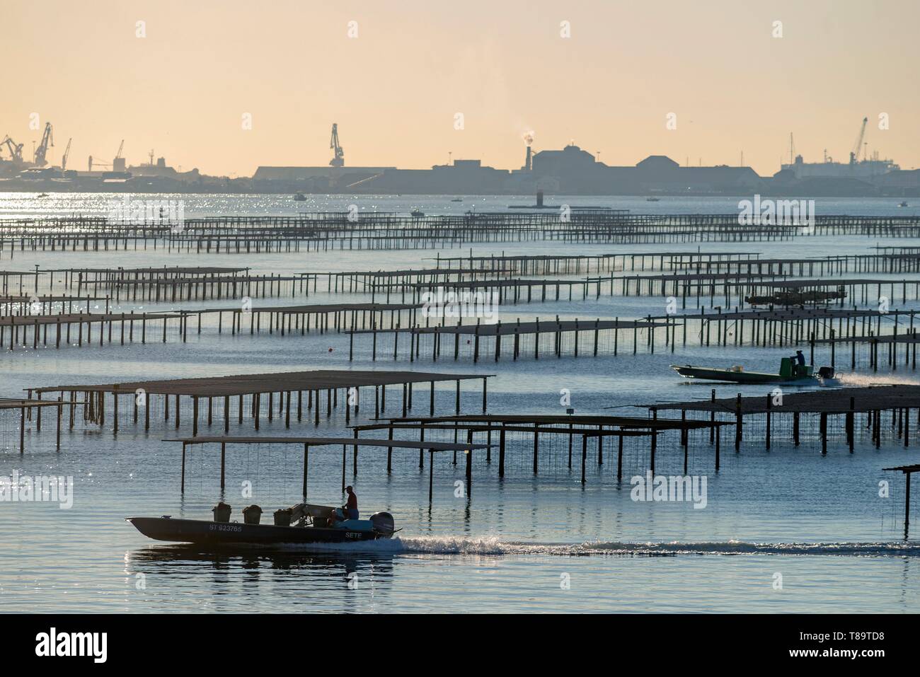 France, Herault, Bouzigues, oyster tables on the lagoon of Thau with ...