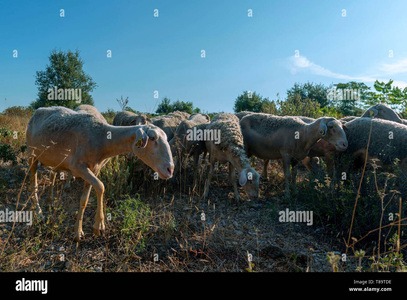 Garigue hi-res stock photography and images - Alamy