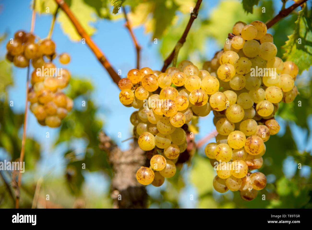 France, Herault, Mireval, Clusters of muscatel wine Stock Photo - Alamy