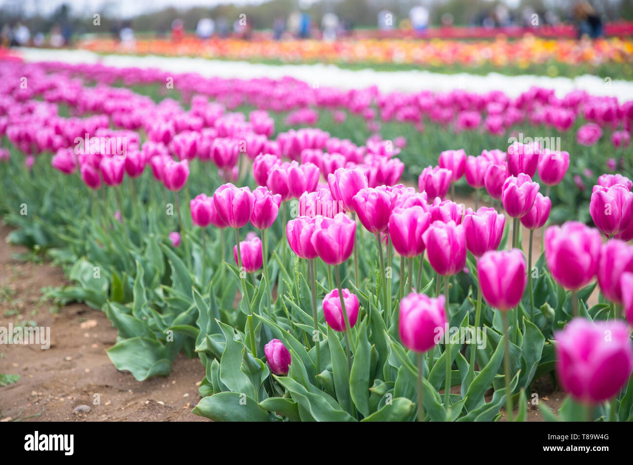 Cream Ridge, New Jersey - April 21, 2019: Vibrant Tulips on a Farm was ...