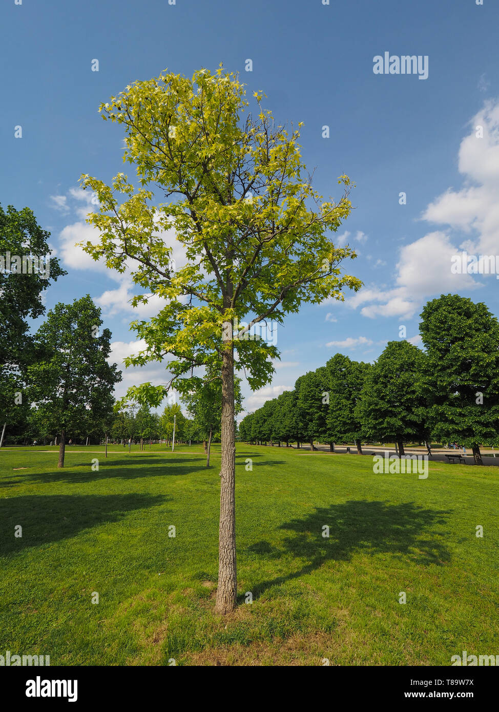 plane (Platanus) aka Sycamore tree in urban park over blue sky Stock ...