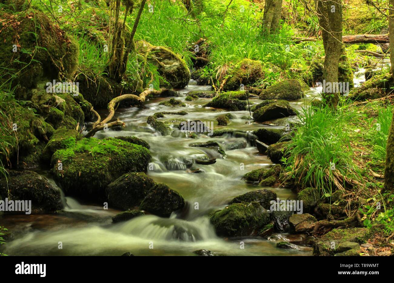 France, Saone et Loire, Roussillon in Morvan, The gorges of the Canche ...