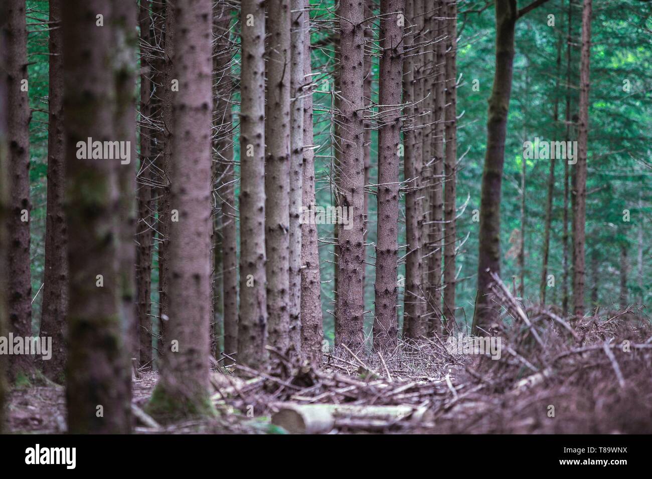 France, Saone et Loire, towards Anost, forest of the regional natural ...