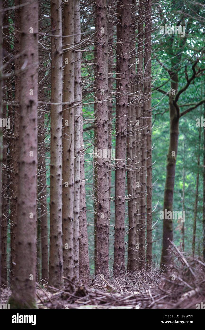 France, Saone et Loire, towards Anost, forest of the regional natural ...