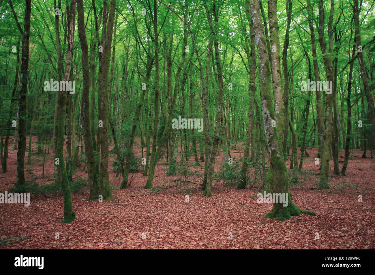 France, Saone et Loire, to Anost, forest of the Morvan Regional Natural ...