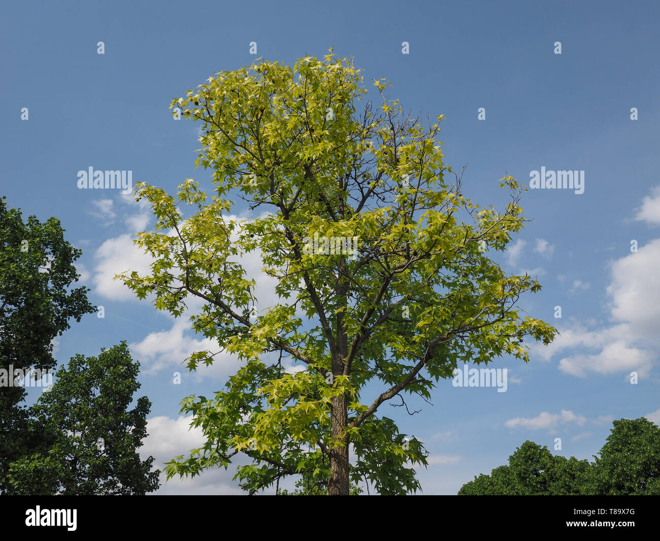 plane (Platanus) aka Sycamore tree over blue sky Stock Photo - Alamy