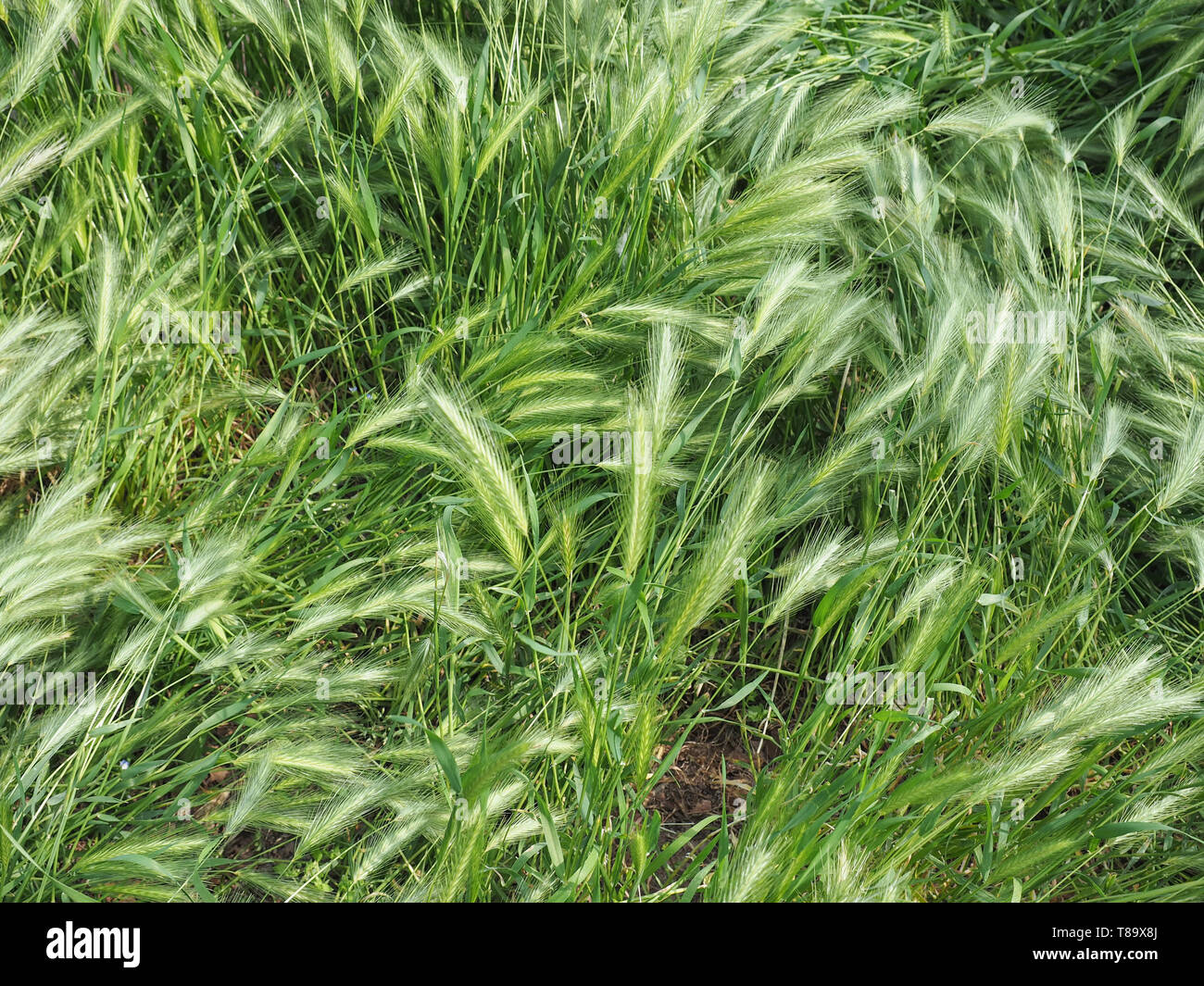 hordeum murinum aka wall barley or false barley grass plant Stock Photo ...