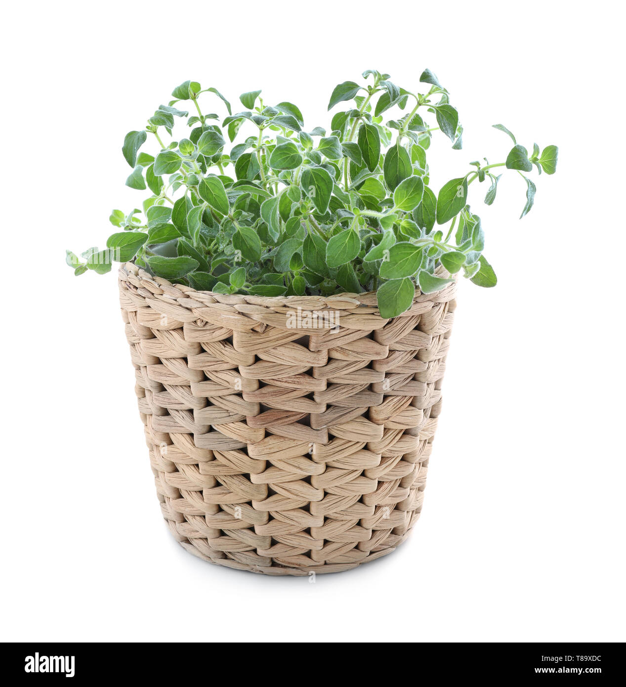 Wicker pot with oregano plant on white background Stock Photo - Alamy