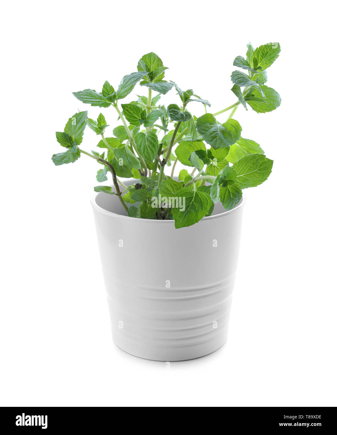 Green mint in pot on white background Stock Photo - Alamy