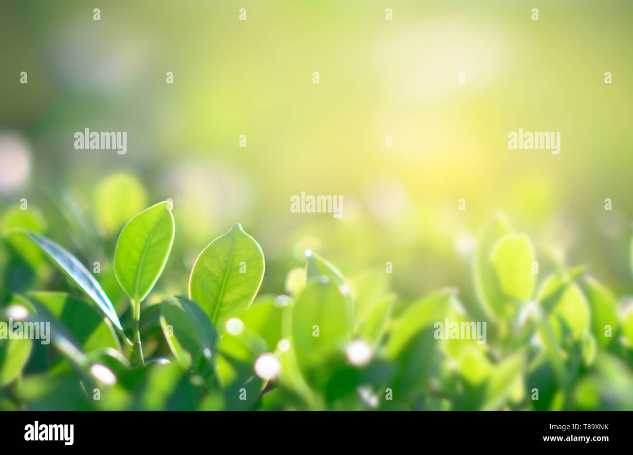 Natural green background with golden light garden with copy space using ...