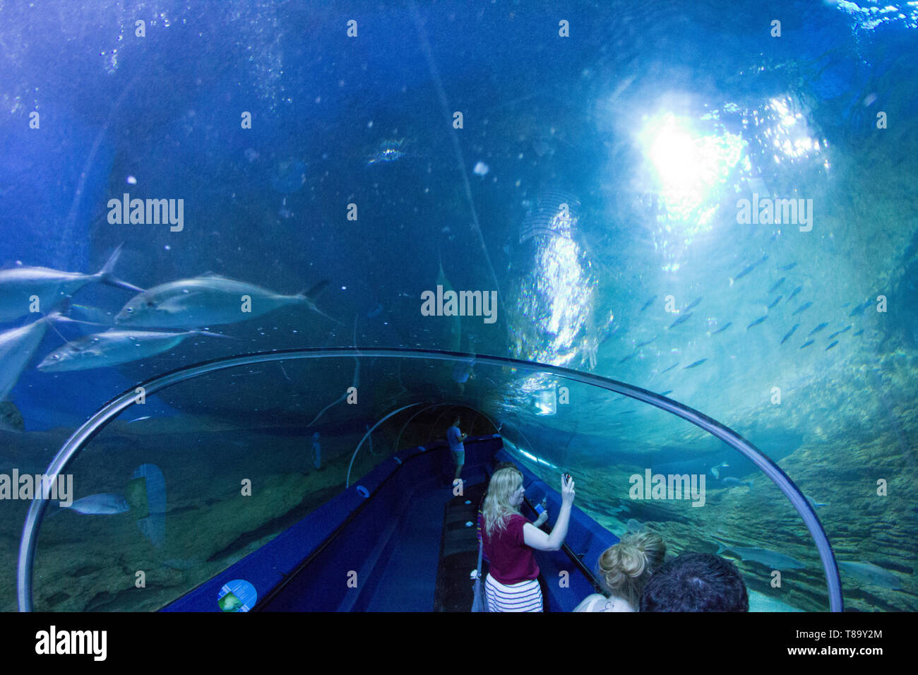 Perth, Western Australia, Australia - 23/01//2013 : AQWA Aquarium of ...