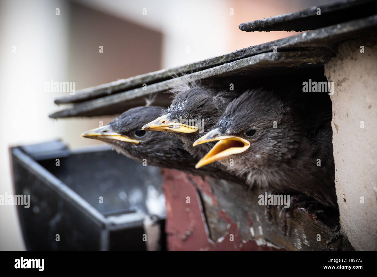 three starling chicks poking their heads out of their nest waiting to ...