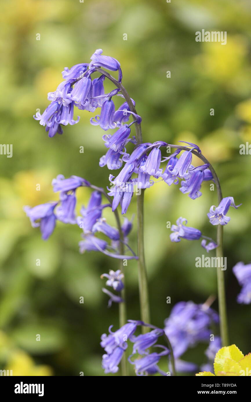 Bluebell in woodland hi-res stock photography and images - Alamy
