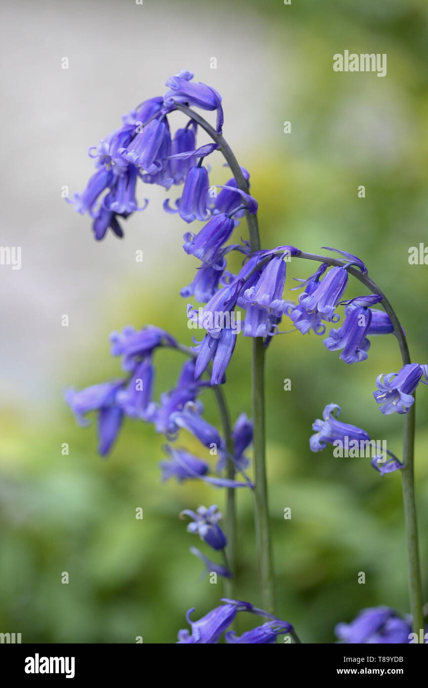 Bluebell in woodland hi-res stock photography and images - Alamy