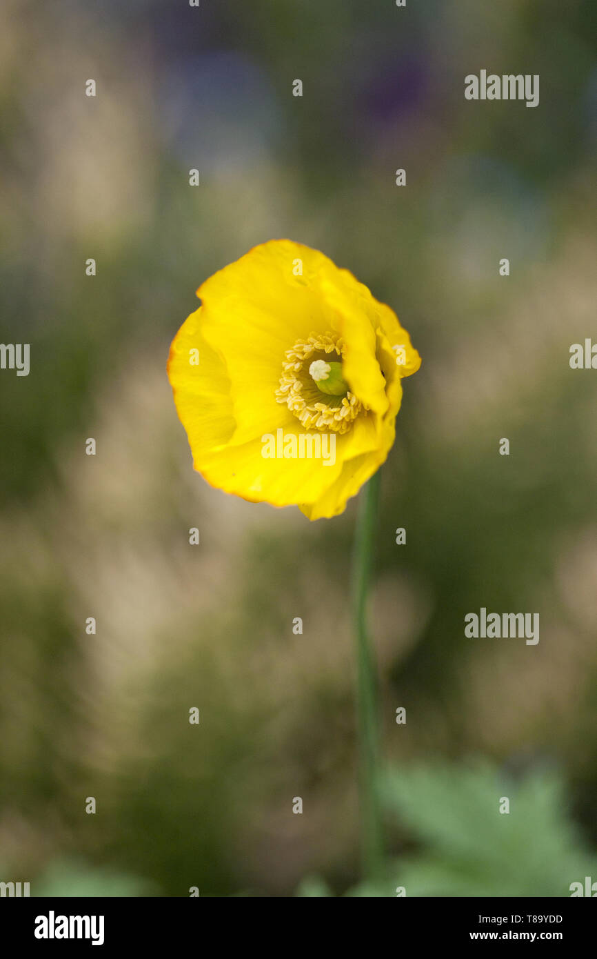 Californian poppy open flower Stock Photo - Alamy