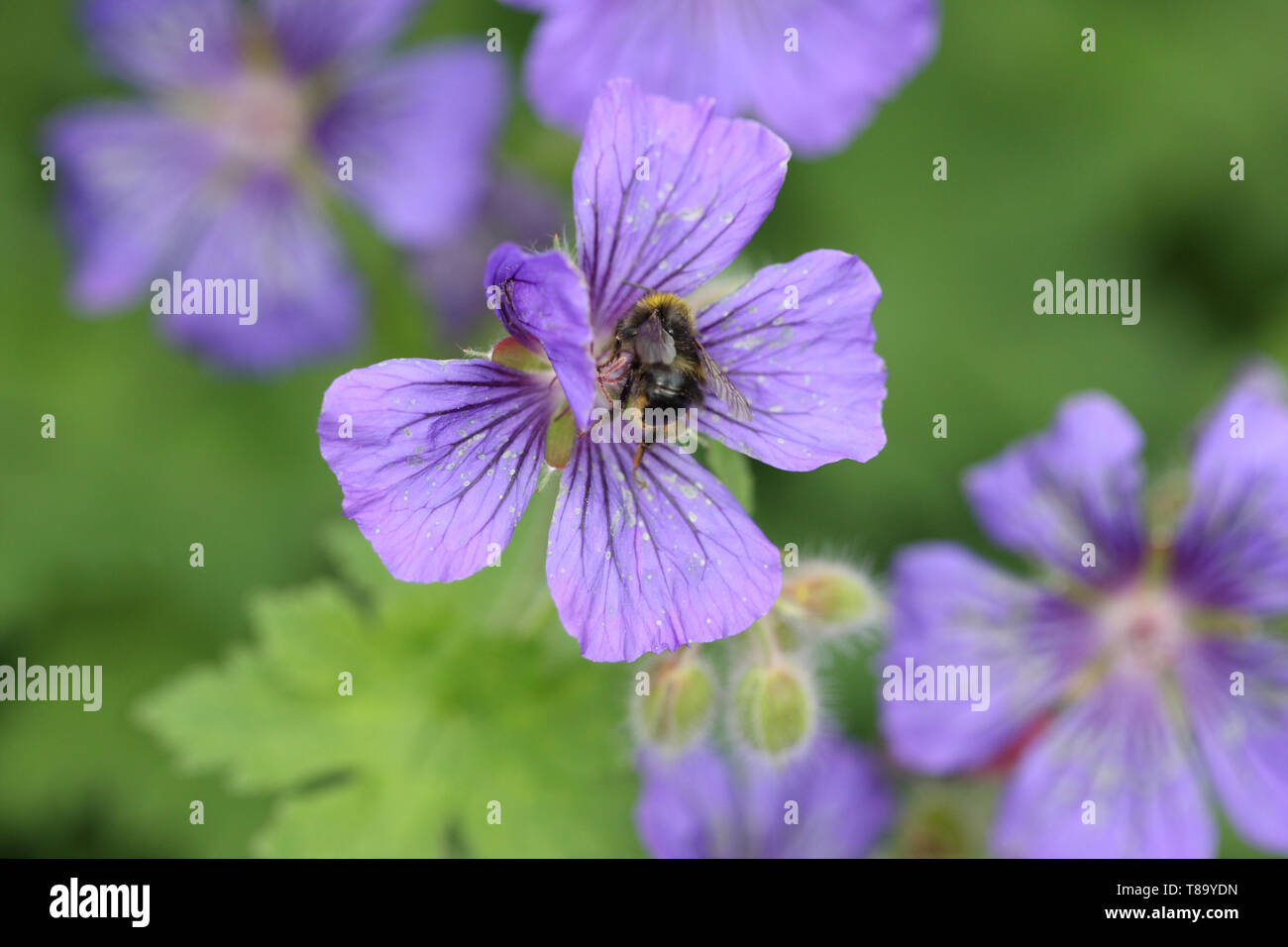Perennial flower hi-res stock photography and images - Alamy