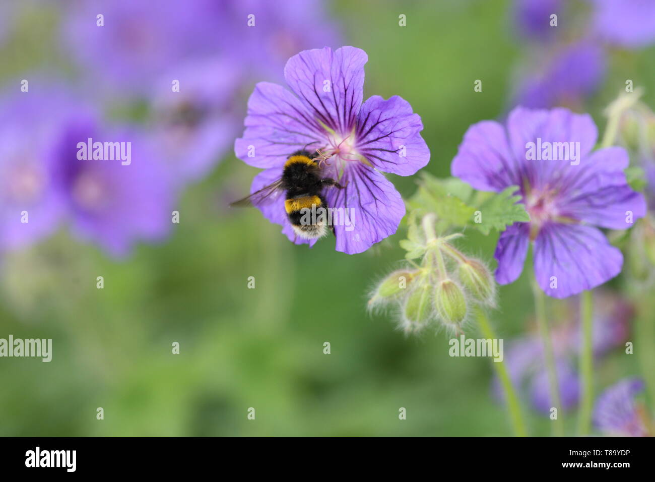 Blue geranium flower with bee Stock Photo - Alamy