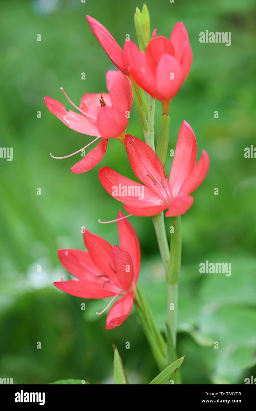4 flower on stem of schizostylis coccinea Stock Photo - Alamy