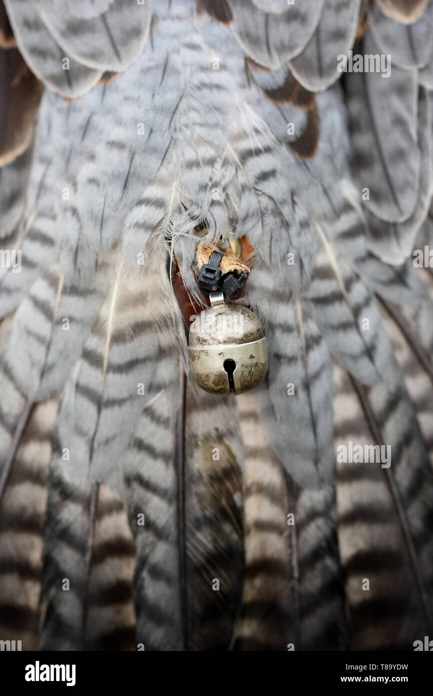 Hawk bell attached to feathers of a Peregrine Falcon Stock Photo - Alamy