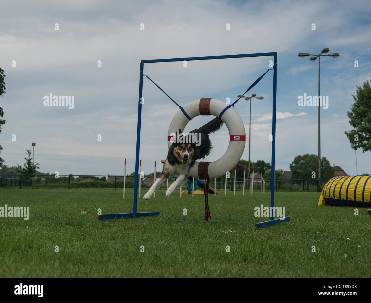 Border collie mixed dog jumping through the tire jump in an agility ...