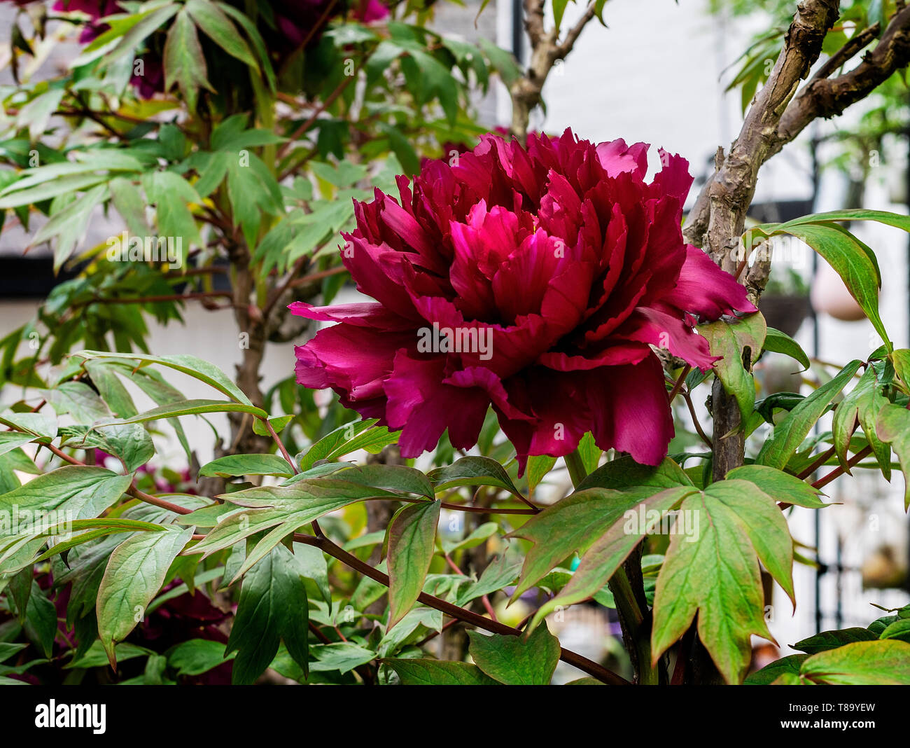Paeonia suffruticosa tree peony in hi-res stock photography and images ...