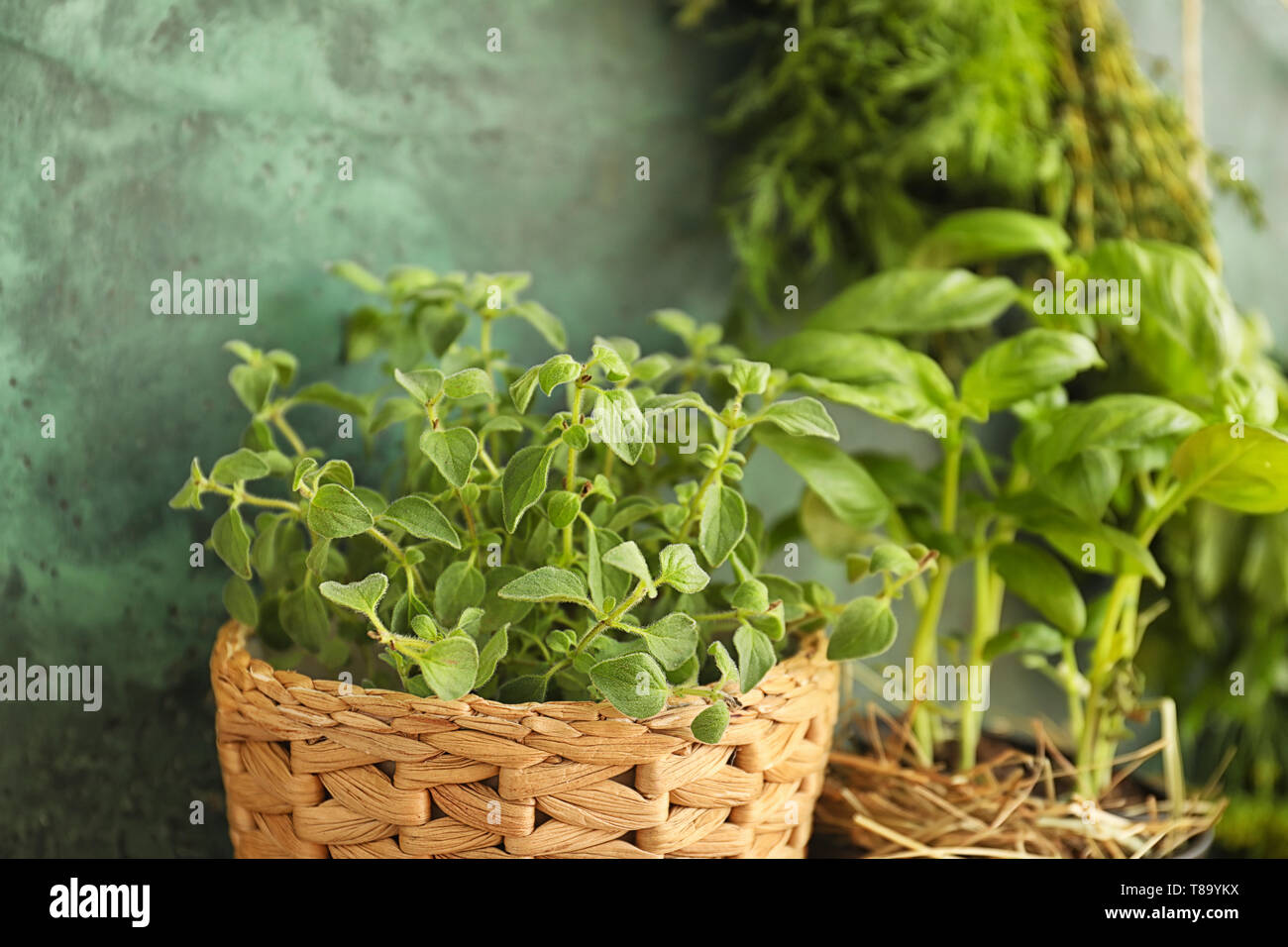 Wicker pot with oregano plant near color wall Stock Photo - Alamy