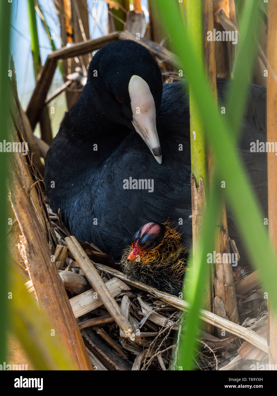 coot duck hatchling in nest Stock Photo - Alamy