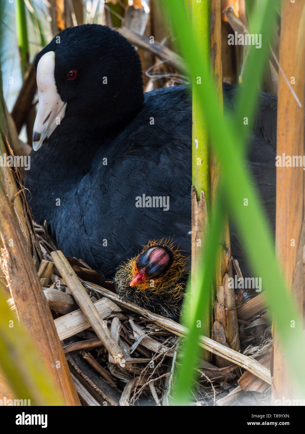 coot duck hatchling in nest Stock Photo - Alamy