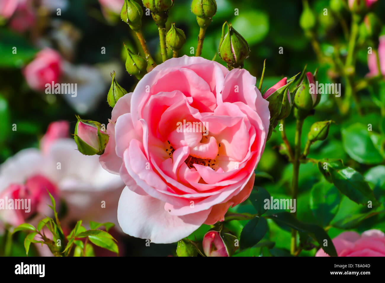 Flower of a bedrose called "rose professor Sieber", noble rose, rosacea ...