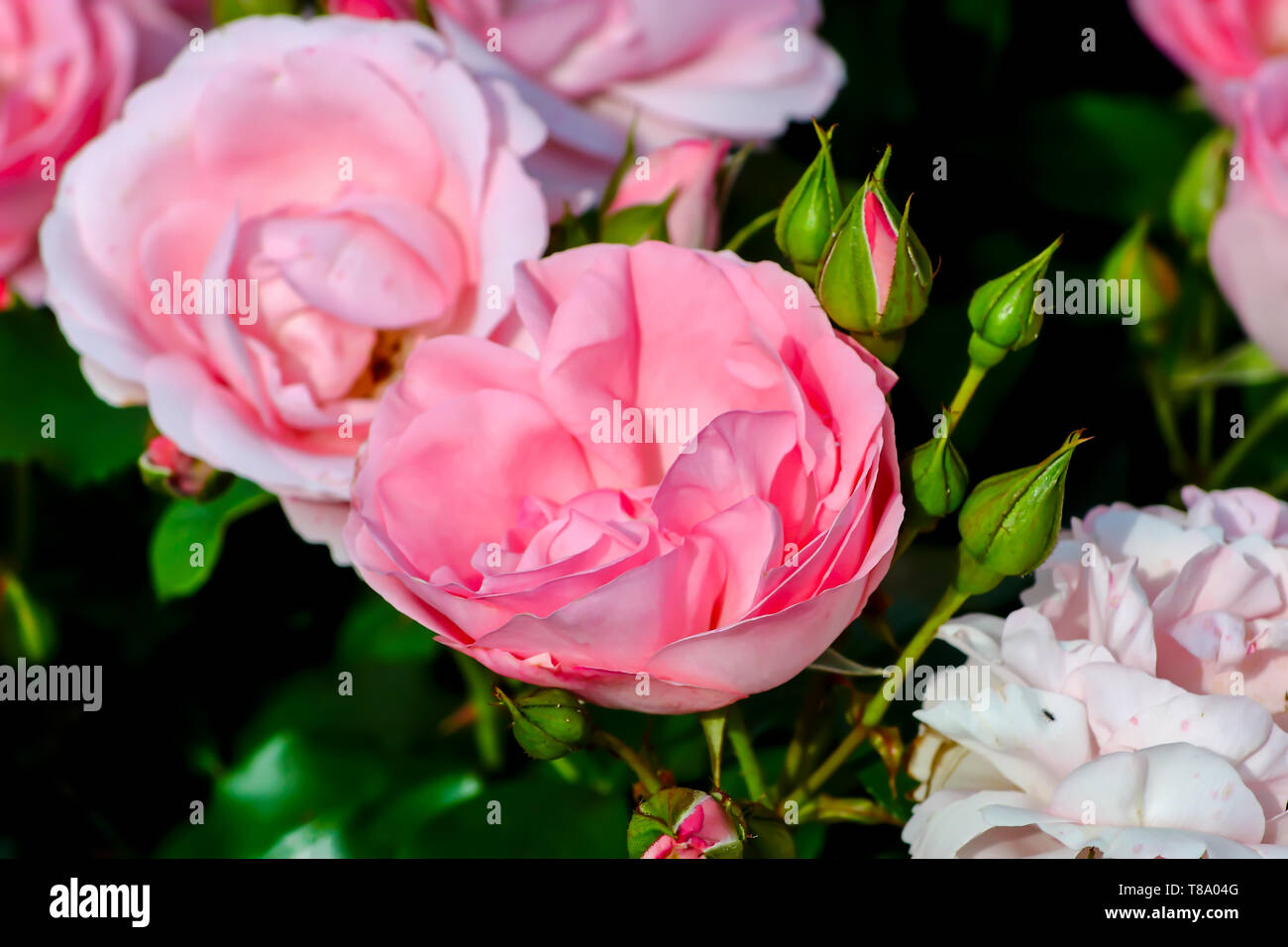 Flower of a bedrose called "rose professor Sieber", noble rose, rosacea ...