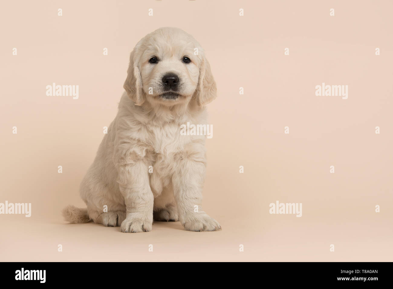 Cute golden retriever puppy looking at the camera sitting on a sand ...