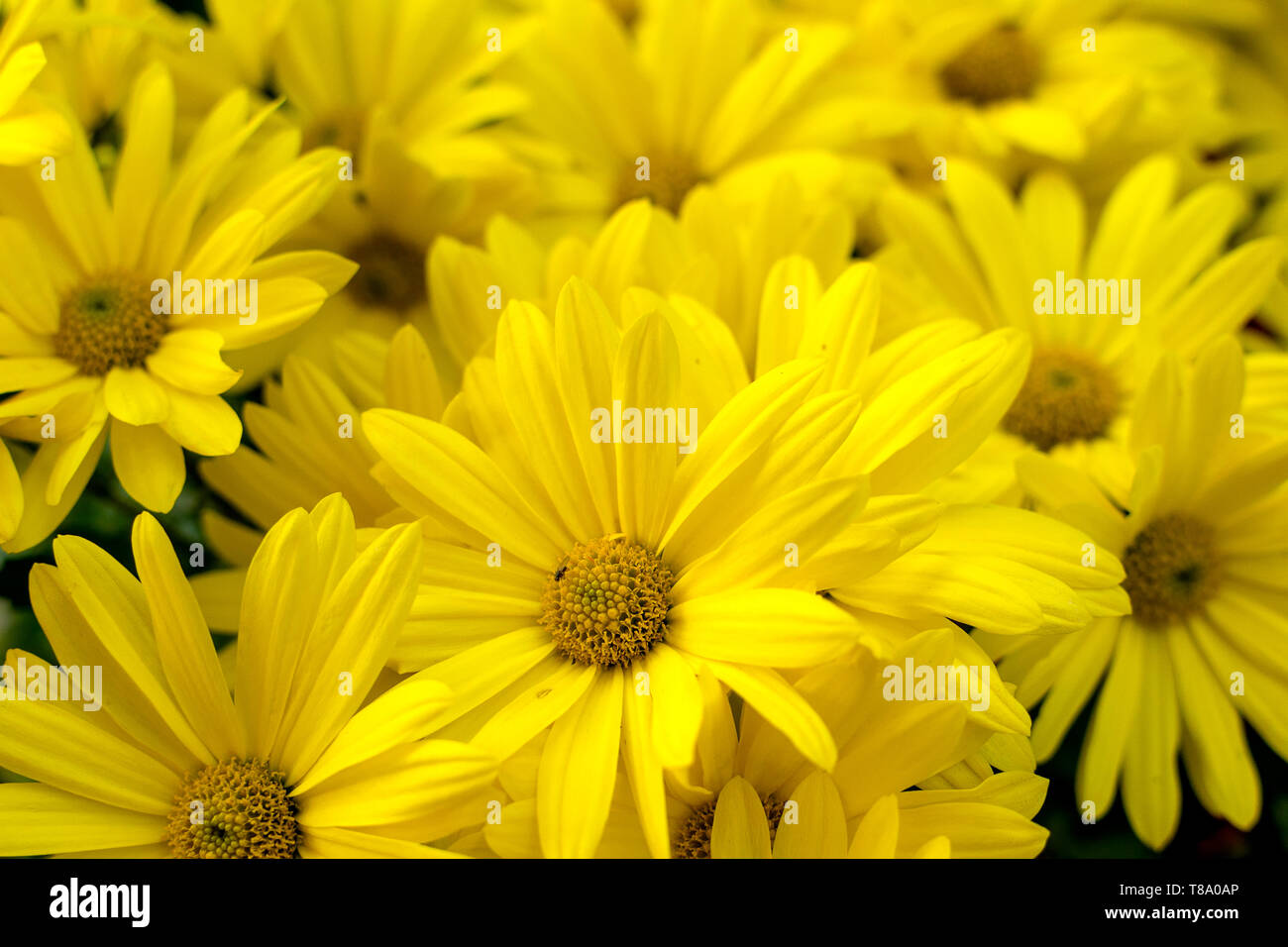 Background of yellow daisies - Golden Butterfly Marguerite Daisy ...
