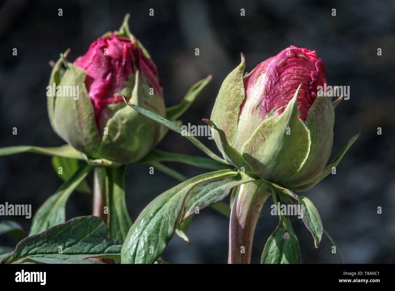 Peonies bud hi-res stock photography and images - Alamy