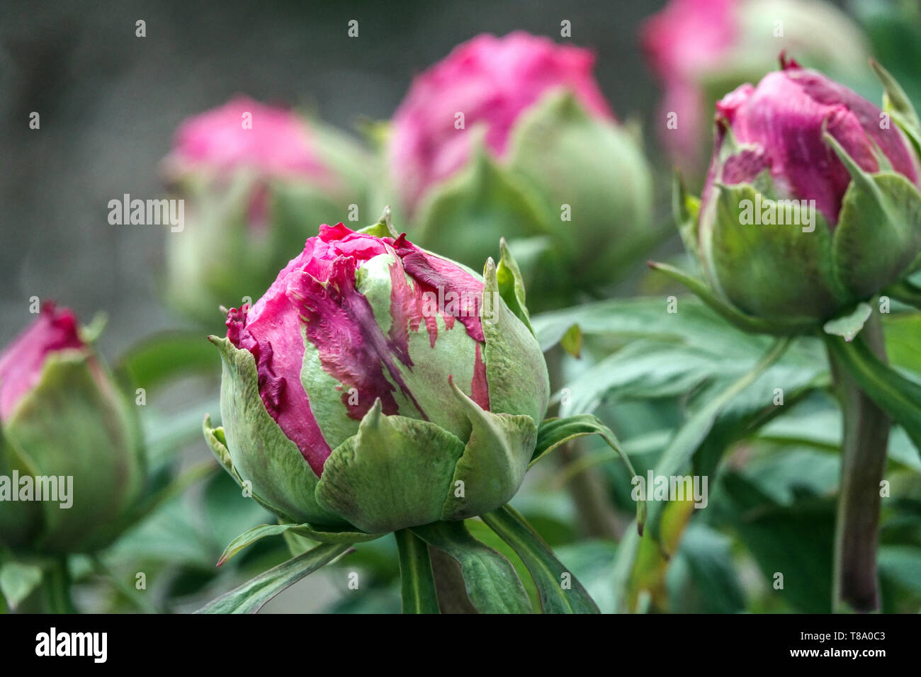 Buds and blooms hi-res stock photography and images - Alamy