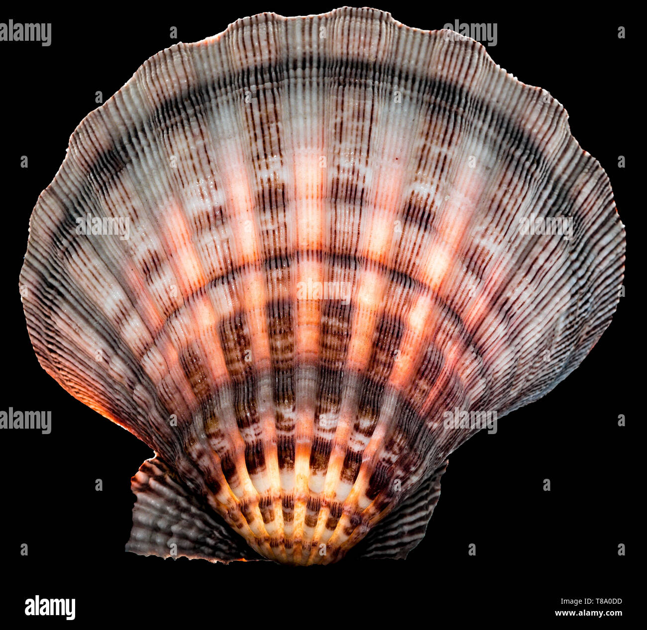 Backlit sea shell hi-res stock photography and images - Alamy