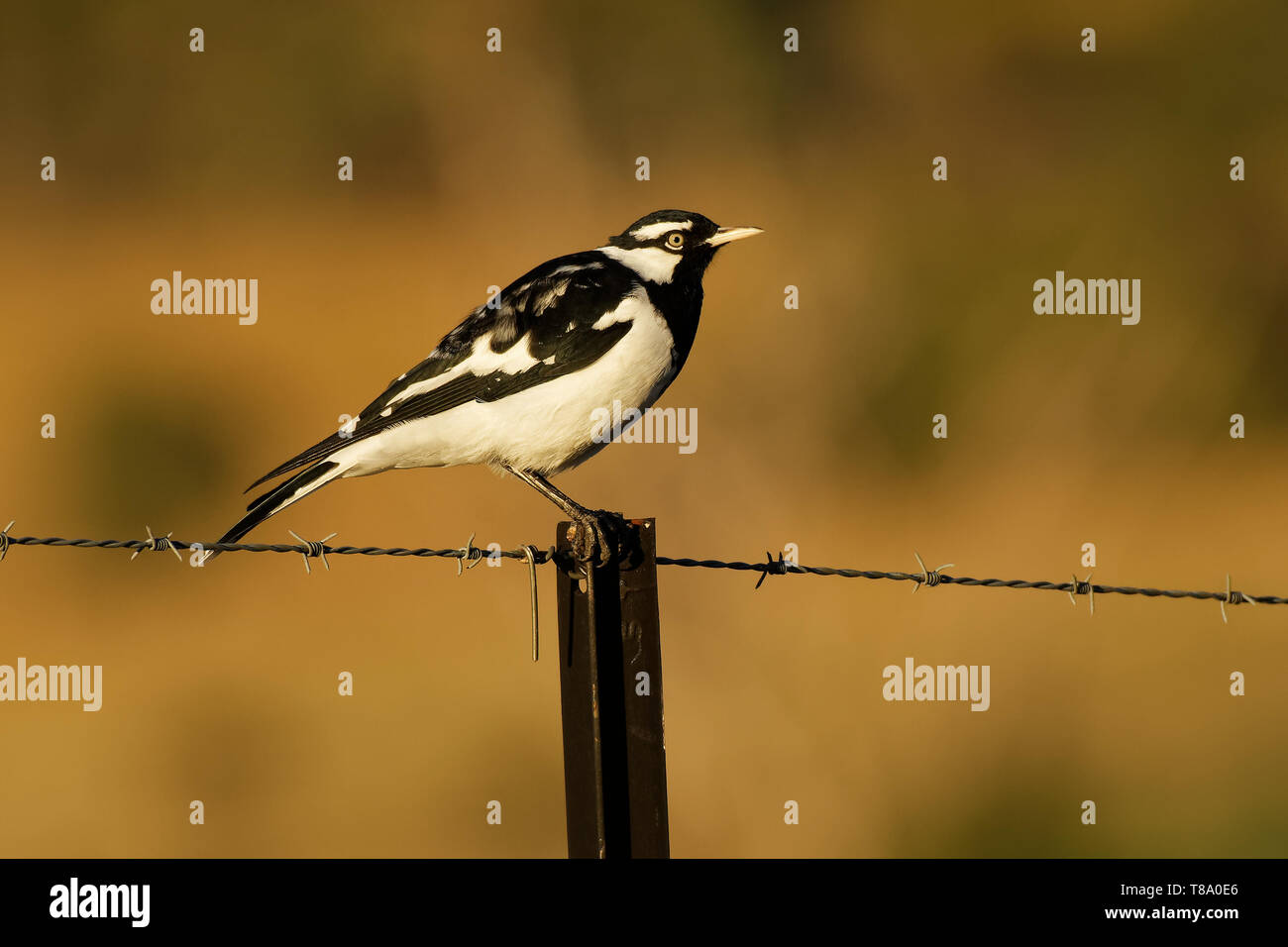 Magpie-lark - Grallina cyanoleuca known as the peewee, peewit or ...