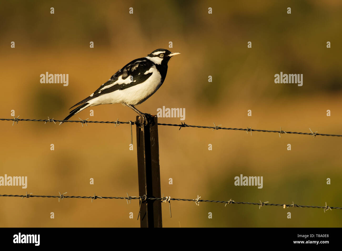Magpie-lark - Grallina cyanoleuca known as the peewee, peewit or ...