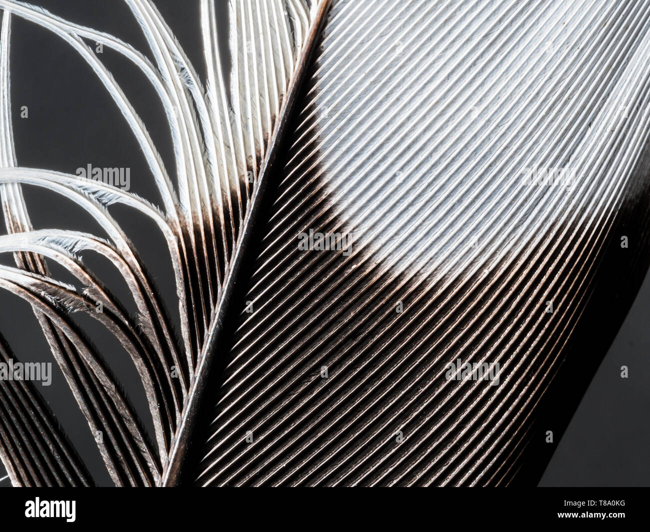 Two tone bird hi-res stock photography and images - Alamy